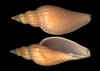 涡螺总科 Volutacea 蓝色动物学（中国动物学科普）